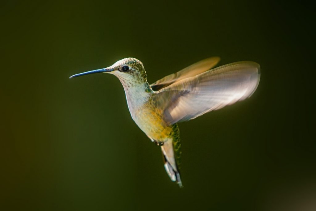What Are Hummingbirds? An In-Depth Look at These Tiny Wonders - Home ...