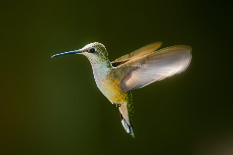 What Are Hummingbirds? An In-Depth Look at These Tiny Wonders - Home ...