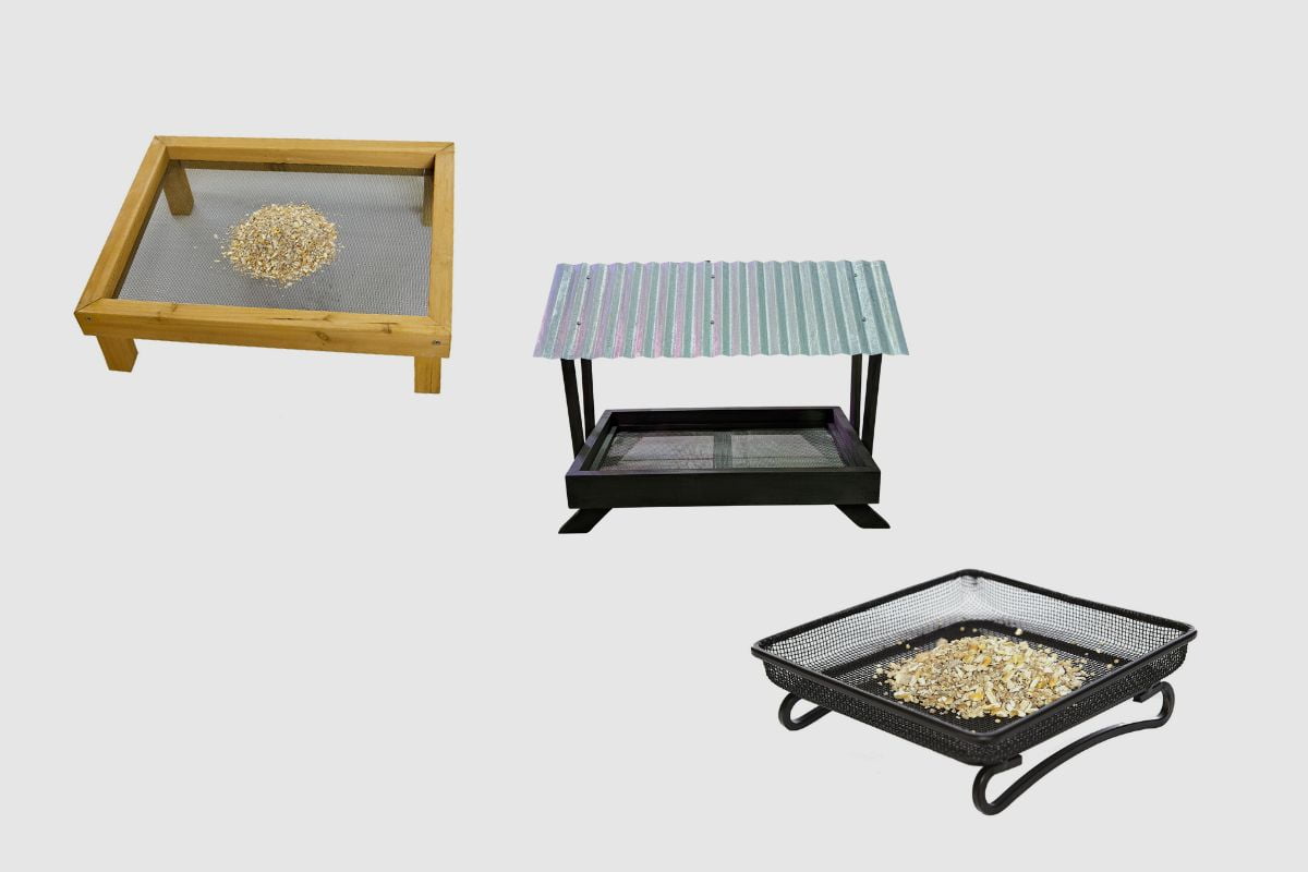 Can you Put a Bird Feeder on the Ground? - Home Bird Feeder