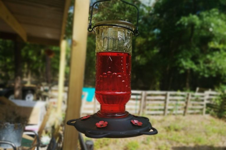 Can You Put Red Food Colouring In Hummingbird Feeder Home Bird Feeder can-you-put-red-food-colouring-in-hummingbird-feeder-home-bird-feeder
