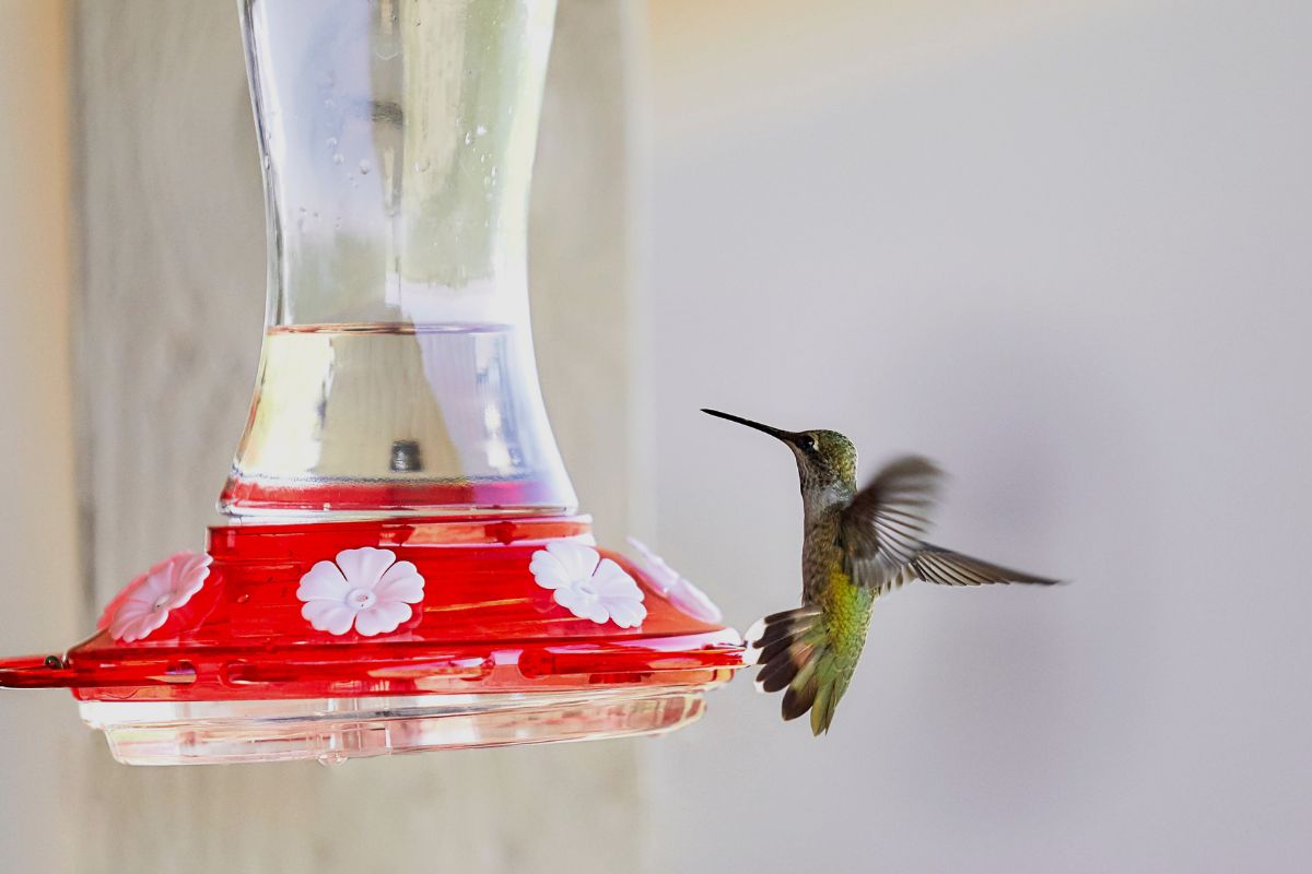 Hummingbird Feeders: A Comprehensive Guide To Get You Started - Home ...