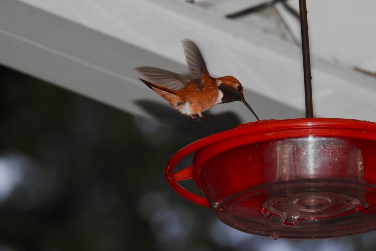 Hummingbird Feeders: A Comprehensive Guide To Get You Started - Home ...