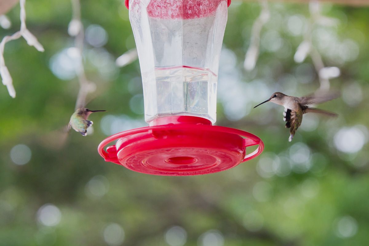 Can You Hang A Hummingbird Feeder In A Tree?