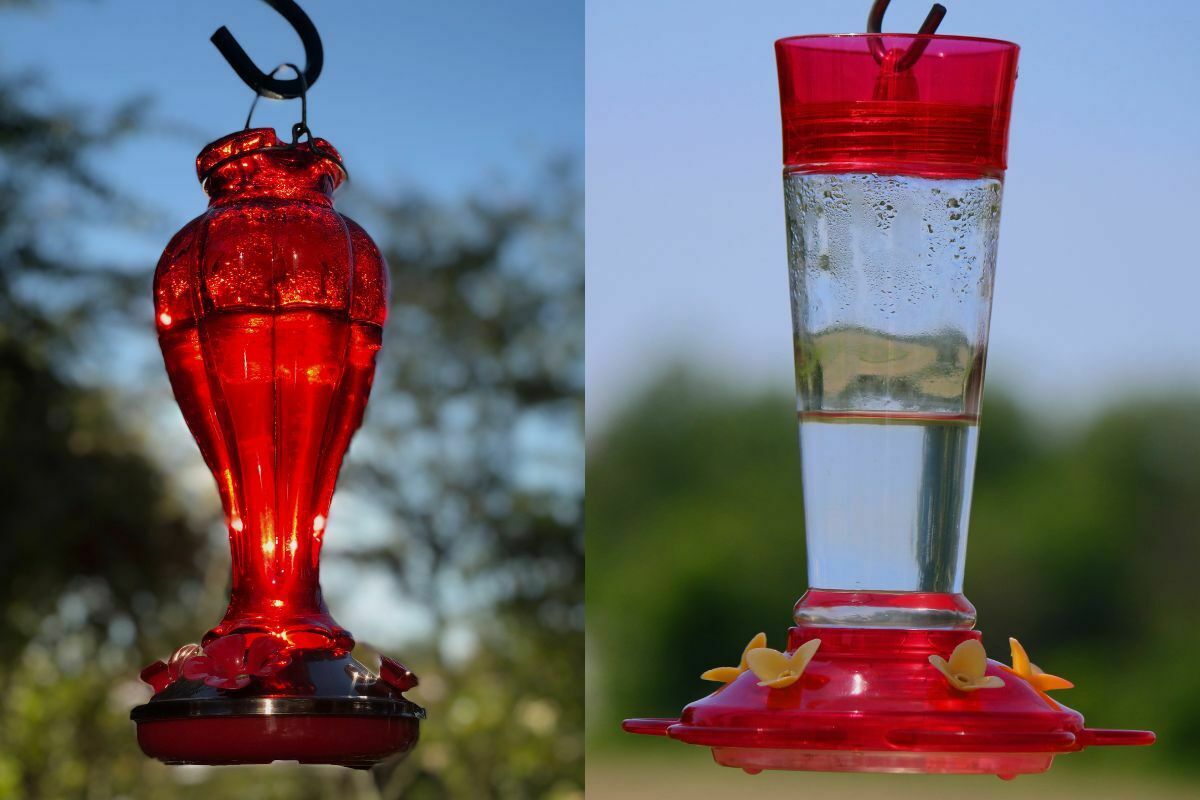Does Hummingbird Feeder Have To Be Red? - Home Bird Feeder