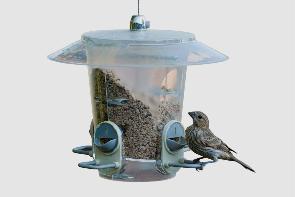 Top Tips for Feeding Wild Birds Sustainably and Responsibly