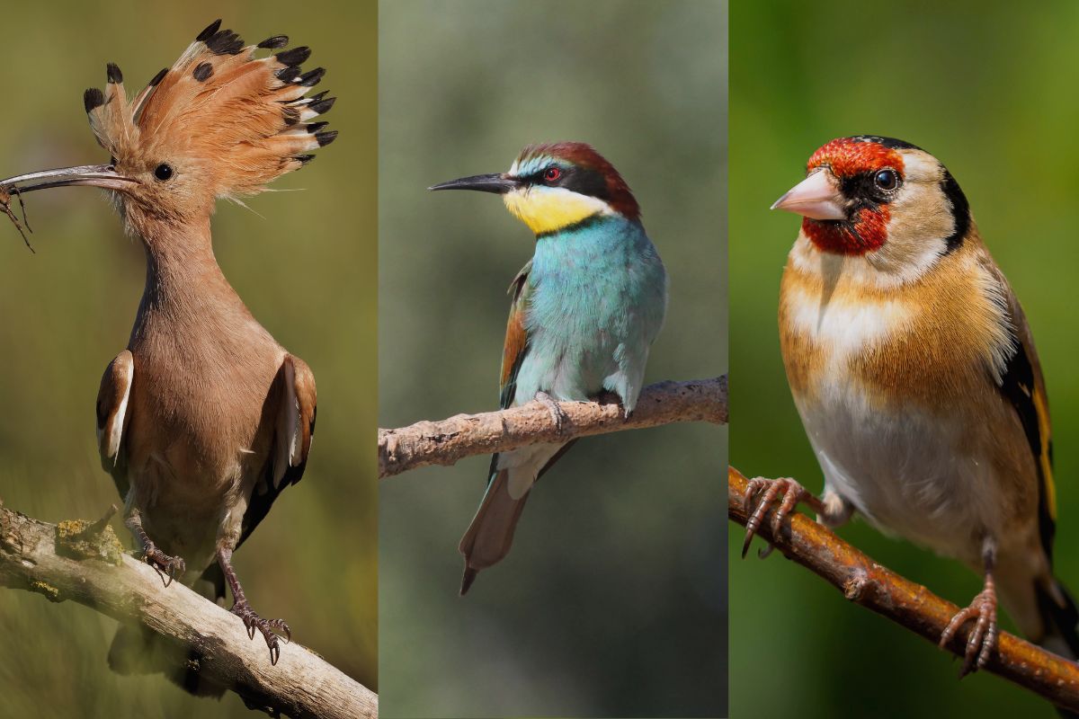 Are There Hummingbirds In Germany? Discover the Untold Facts