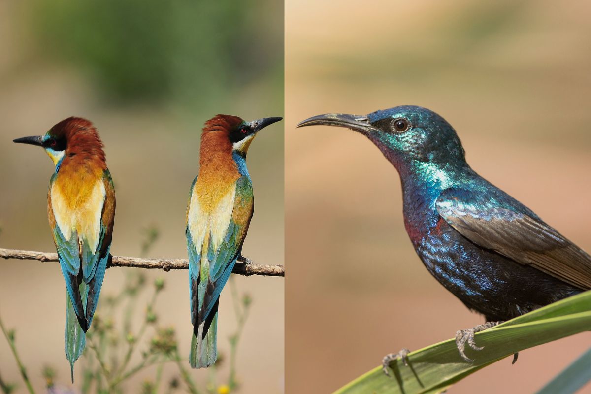 Are There Hummingbirds In Greece?