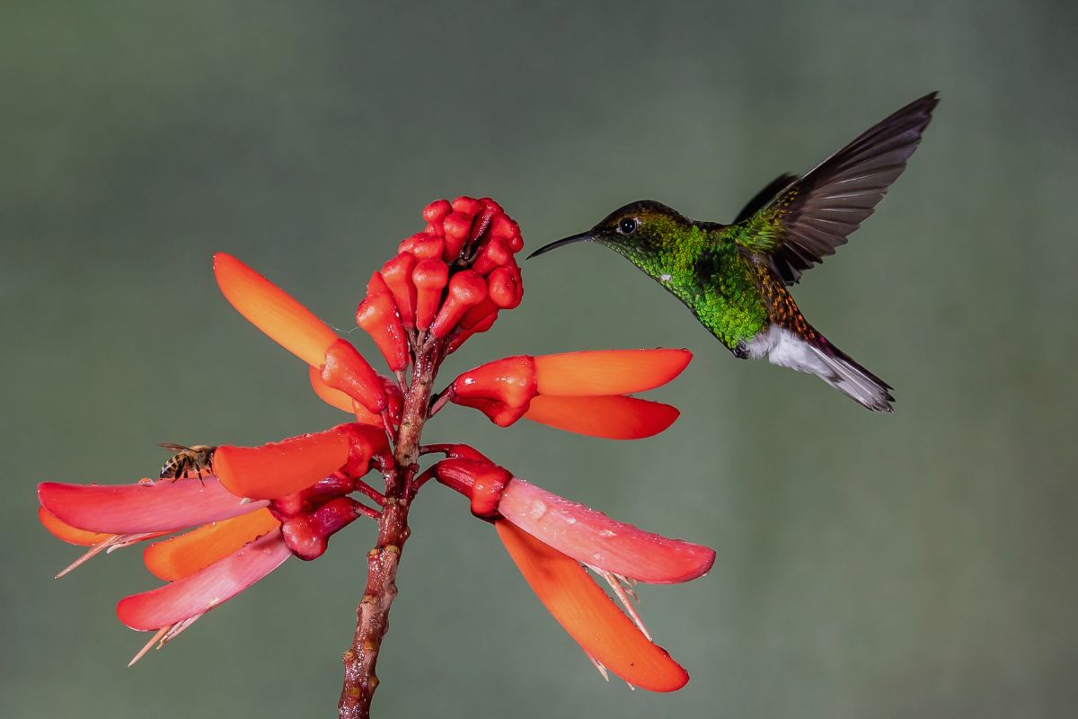 Are There Hummingbirds In The Caribbean?