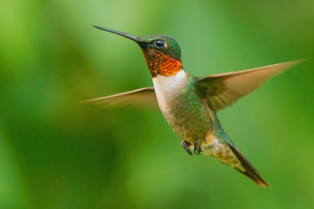 Are There Hummingbirds In New York? - Home Bird Feeder