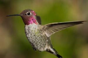 Are There Hummingbirds In Hawaii?