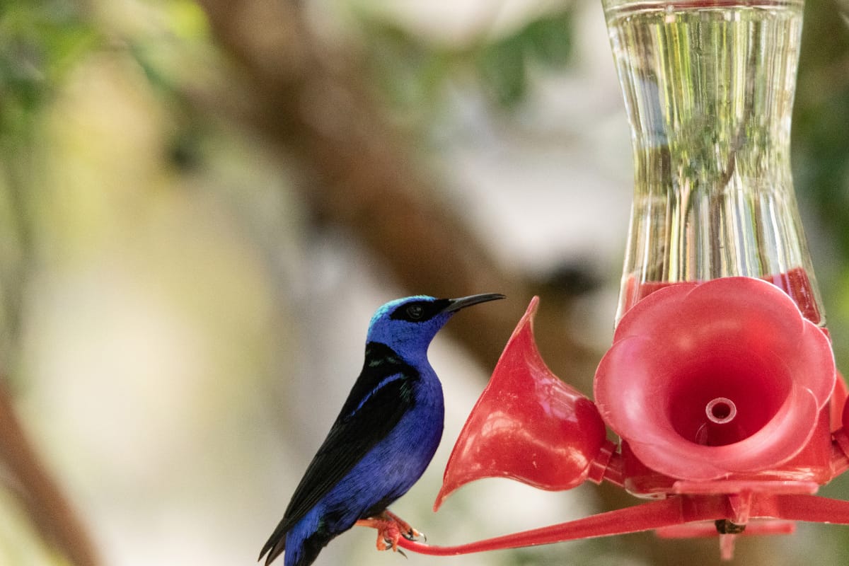 Are There Hummingbirds In Hawaii?