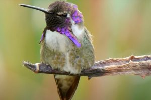 When Do Hummingbirds Leave Oregon? A Guide to Their Seasonal Migration