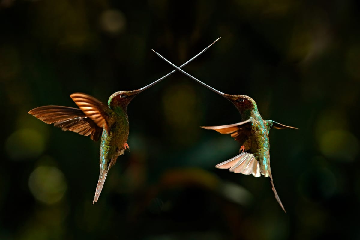 Do Hummingbirds Beaks Open When Feeding? Discover All You Need To Know