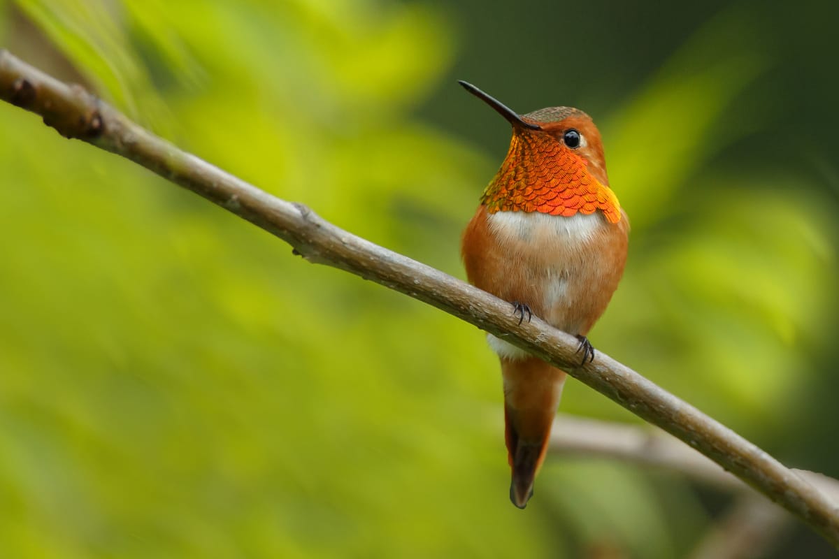Do Hummingbirds Beaks Open When Feeding? Discover All You Need To Know