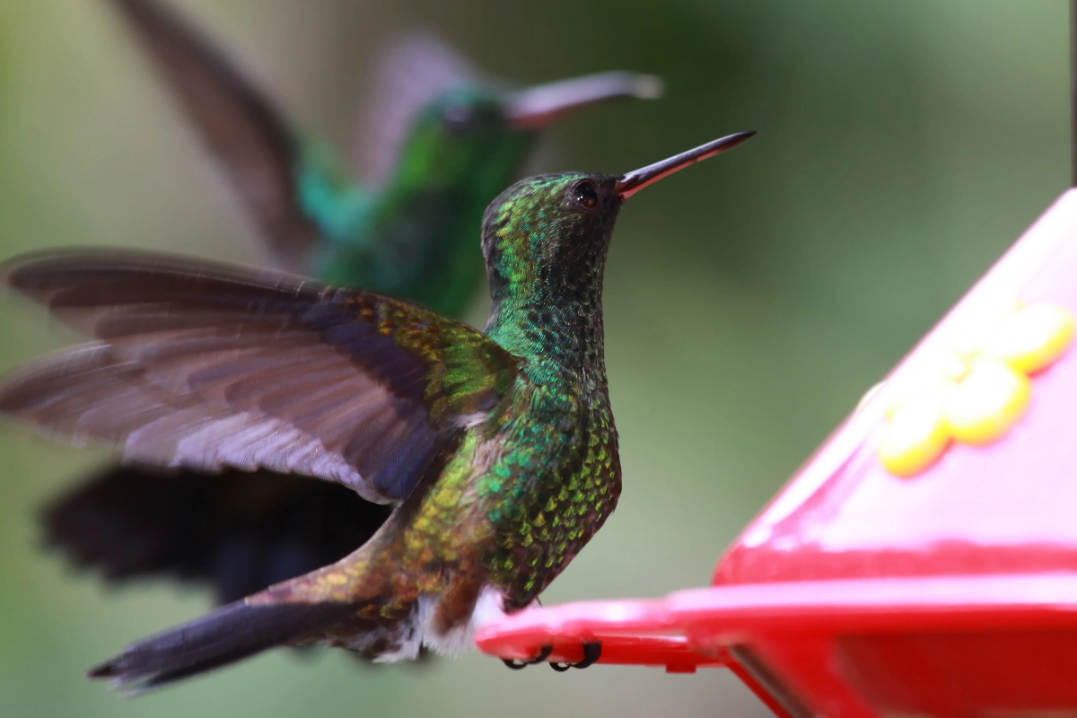 When Do Hummingbirds Leave Pennsylvania? 2025