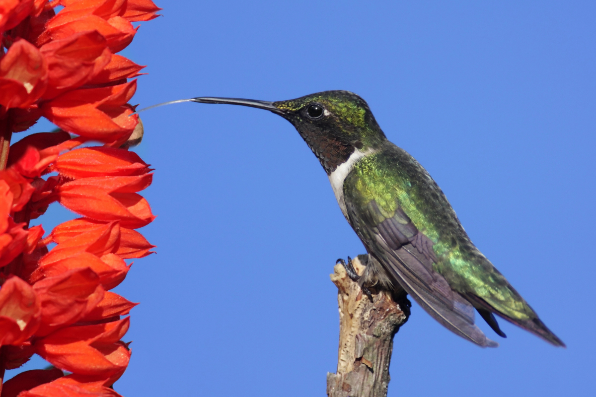Hummingbird Diet and Nutrition: How These Tiny Birds Fuel Their Busy Lives