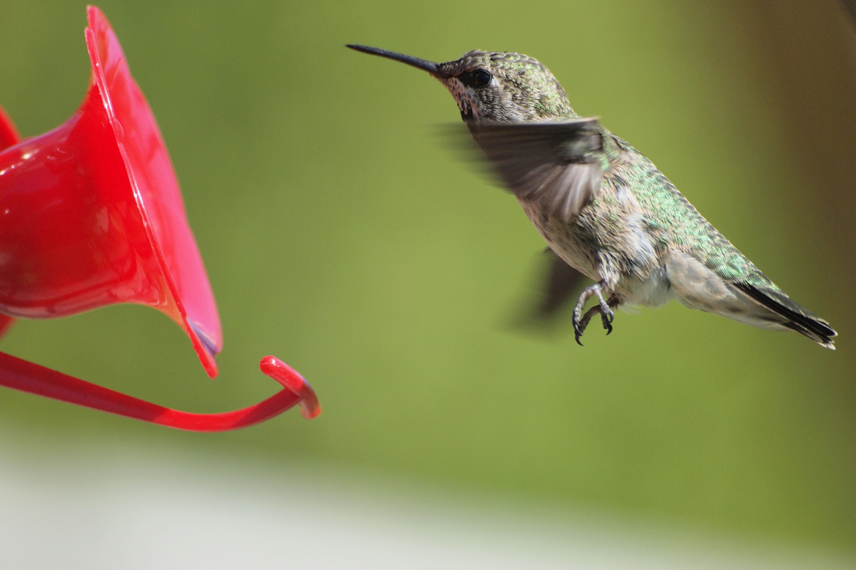 How Much Does A Hummingbird Eat Per Day?