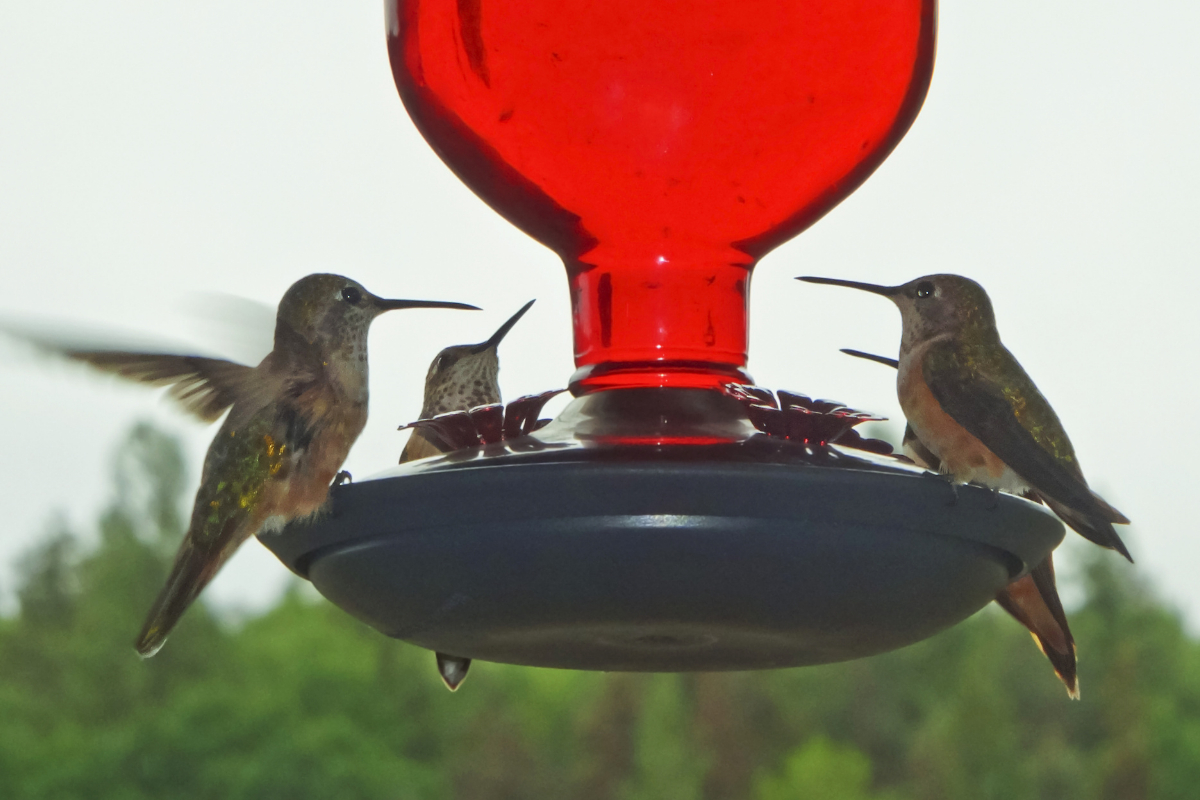 Hummingbird Diet and Nutrition: How These Tiny Birds Fuel Their Busy Lives