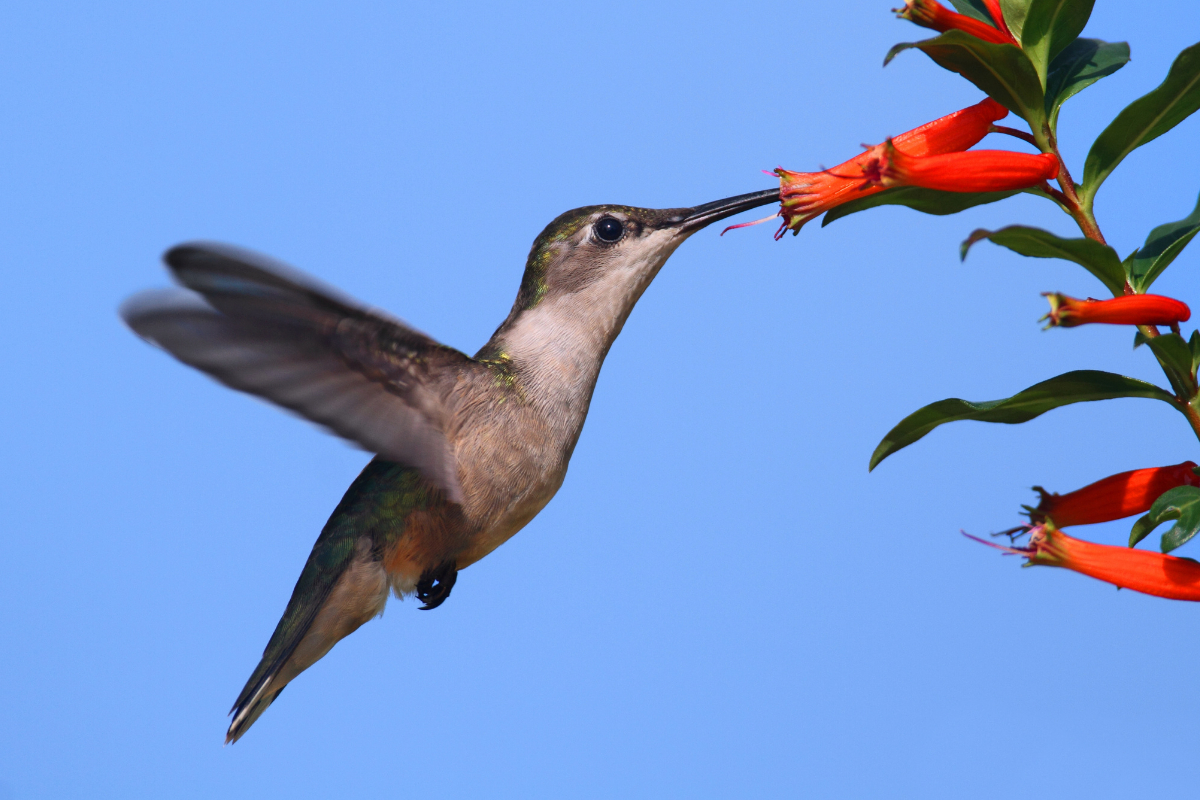 Do Hummingbirds Eat Wasps? Discover All You Need To Know