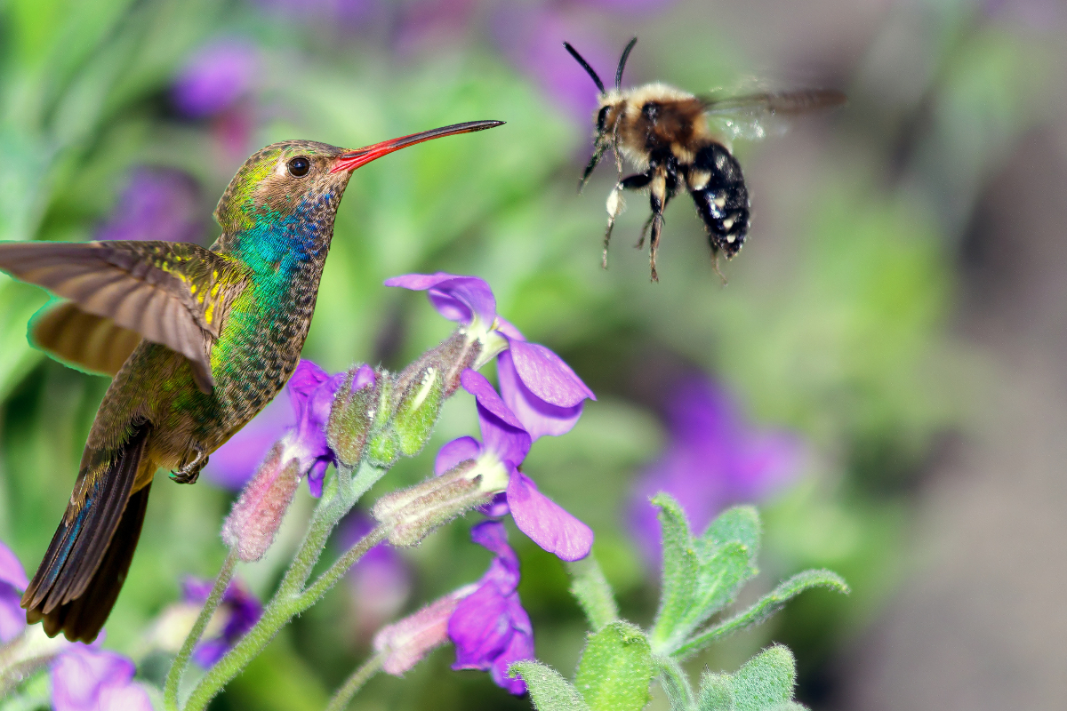 Do Hummingbirds Eat Bees? This Backyard Battle Will Surprise You