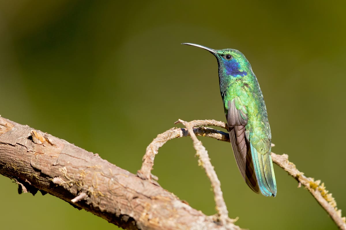 When Do Hummingbirds Leave Virginia? [2025]