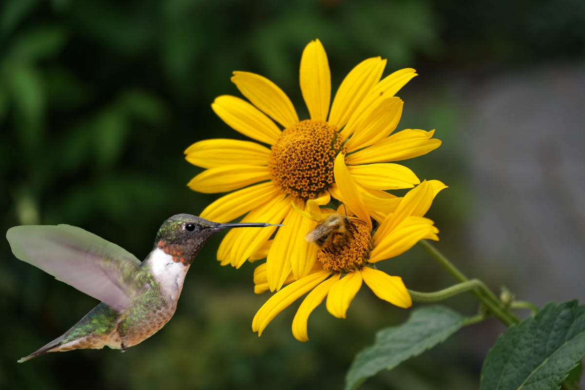 Do Hummingbirds Eat Wasps? Discover All You Need To Know