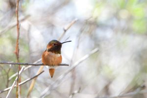 What Are The Different Types Of Hummingbirds In Ohio? Discover The 7 ...