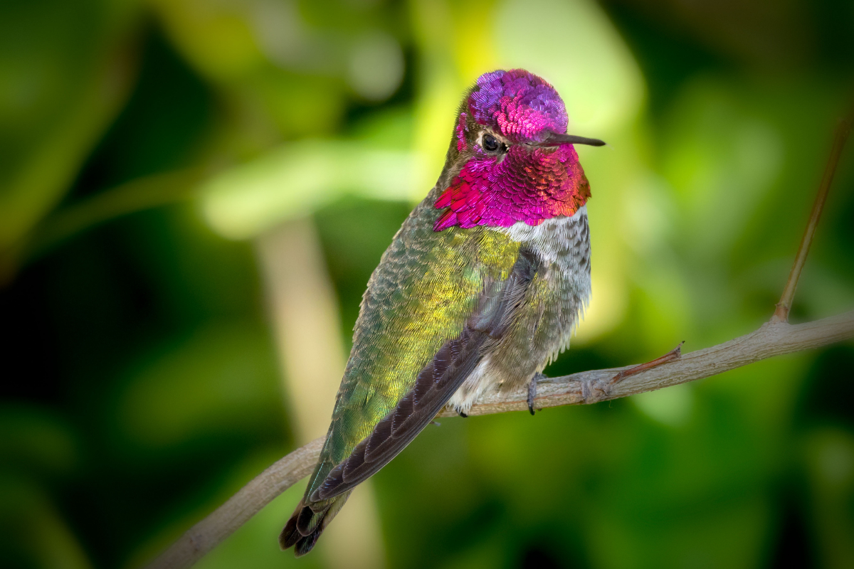 What Are The Different Types Of Hummingbirds In Ohio? Discover The 7 ...