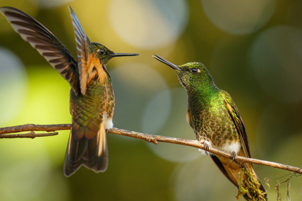 Are Hummingbirds Territorial? Discover Why These Tiny Birds Fight