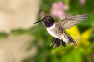 What Are The Different Types Of Hummingbirds In Ohio? Discover The 7 ...