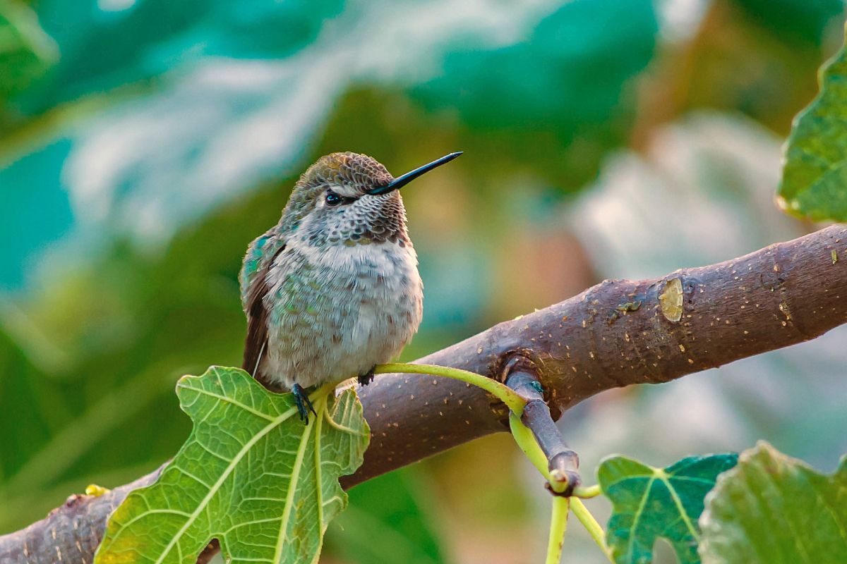 What Are The Different Types Of Hummingbirds In Ohio? Discover The 7 ...