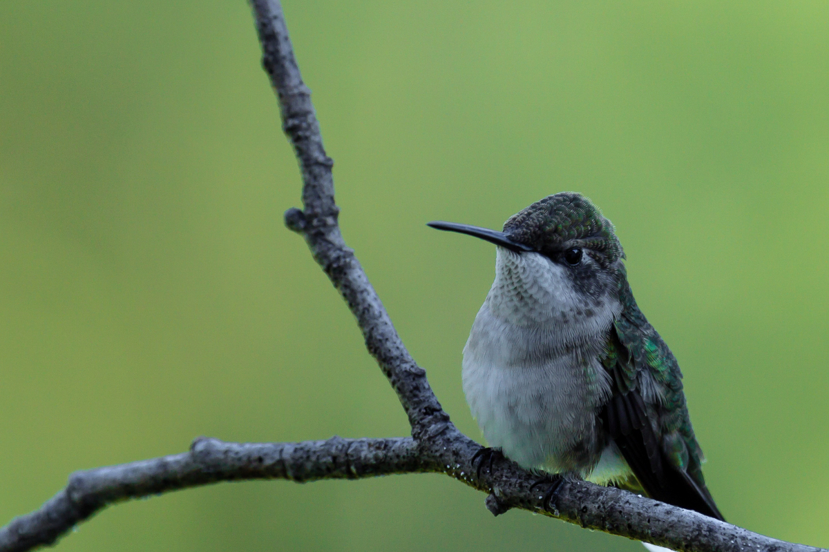 When Do Hummingbirds Leave North Carolina? Discover Their Migration Timing!