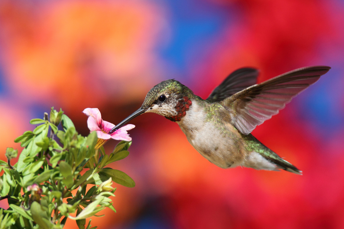What Are The Different Types Of Hummingbirds In Ohio? Discover The 7 ...