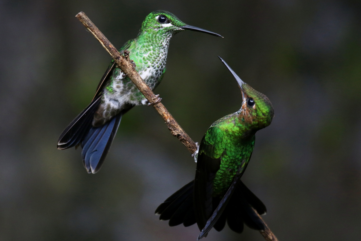 Are Hummingbirds Territorial? Discover Why These Tiny Birds Fight