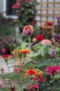 Ever Wondered Why Nectar Is Hummingbird's Main Food Source?