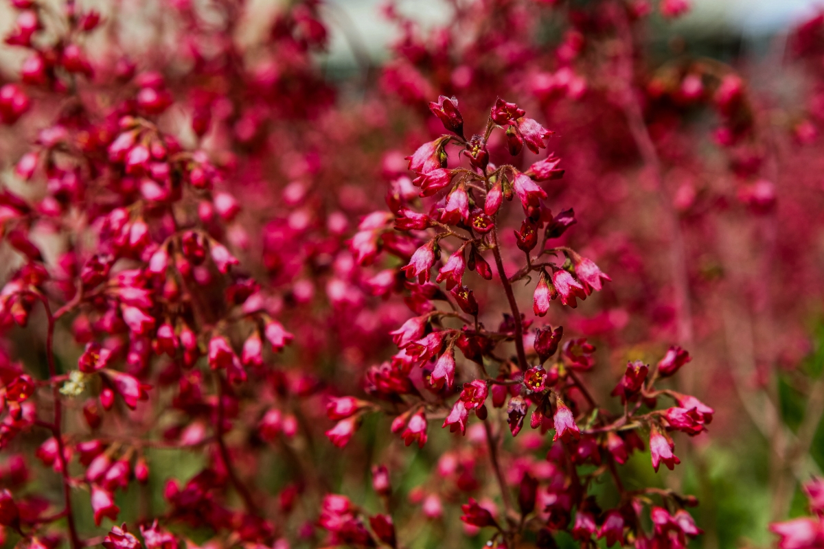 33 Top Plants That Attract Hummingbirds: Garden Secrets Revealed!