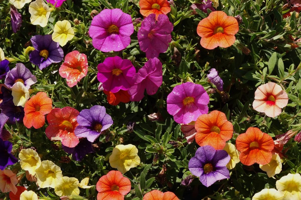 33 Top Plants That Attract Hummingbirds: Garden Secrets Revealed!