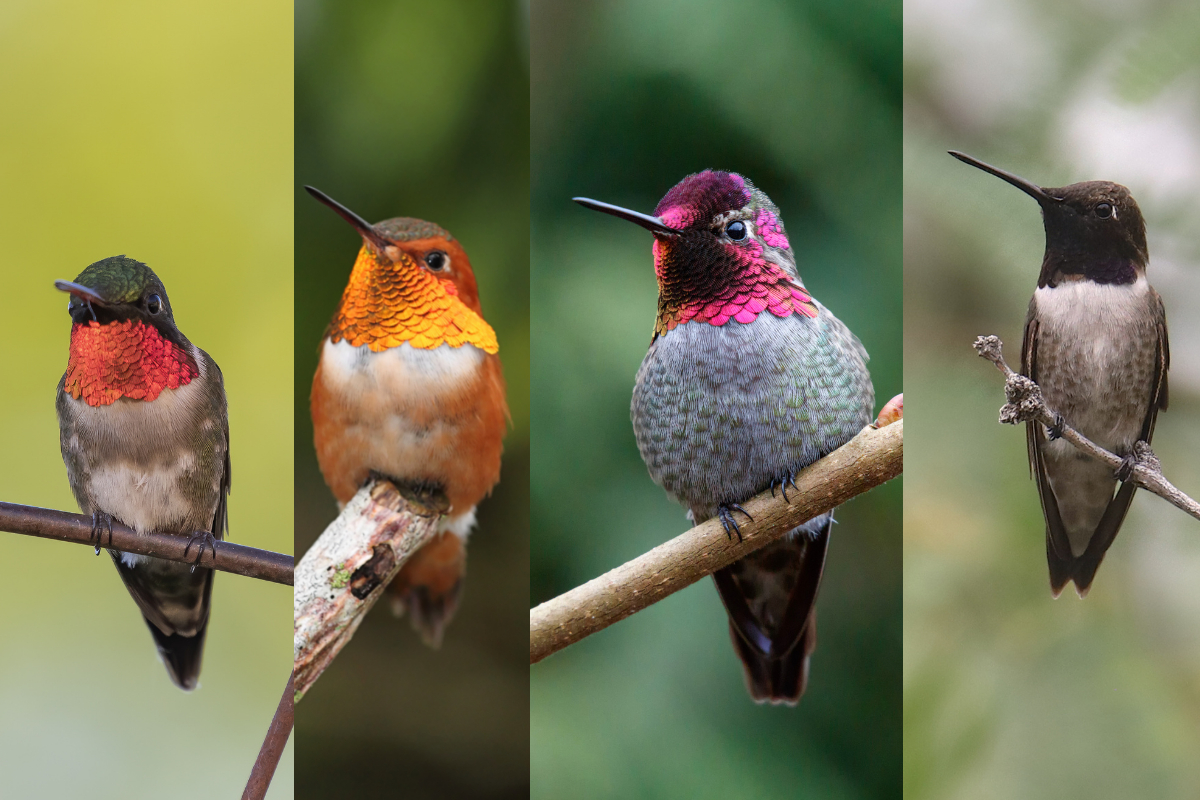 Where Do Hummingbirds Go in the Winter? - Home Bird Feeder