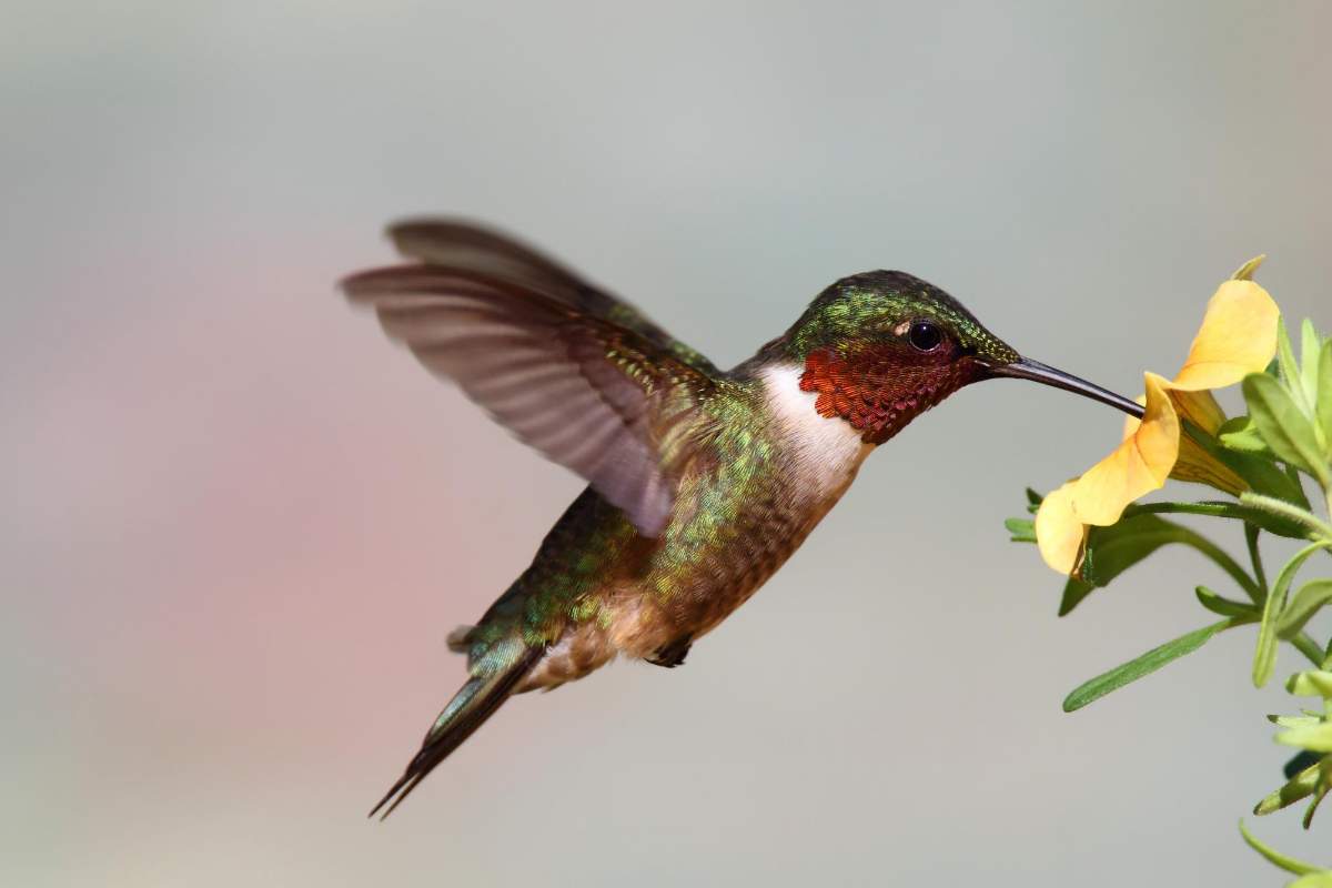 Do Hummingbirds Eat Mosquitoes? Unveiling the Surprising Truth