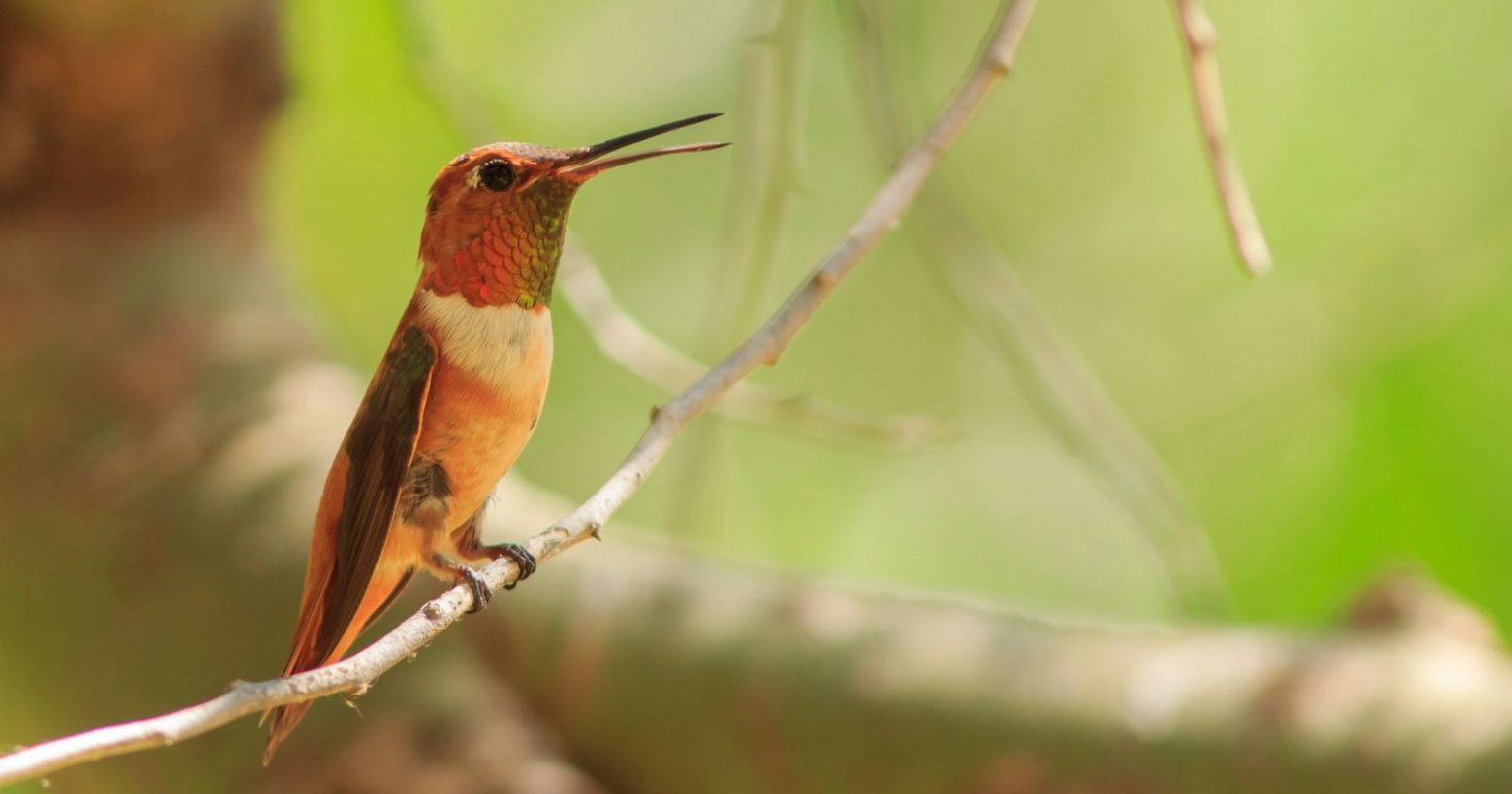 5 Most Common Hummingbird Species Found in North America