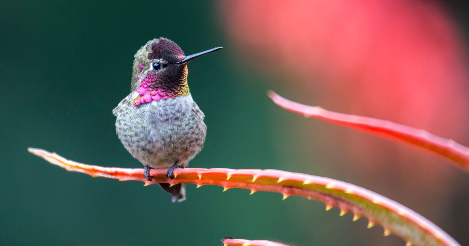 5 Most Common Hummingbird Species Found in North America