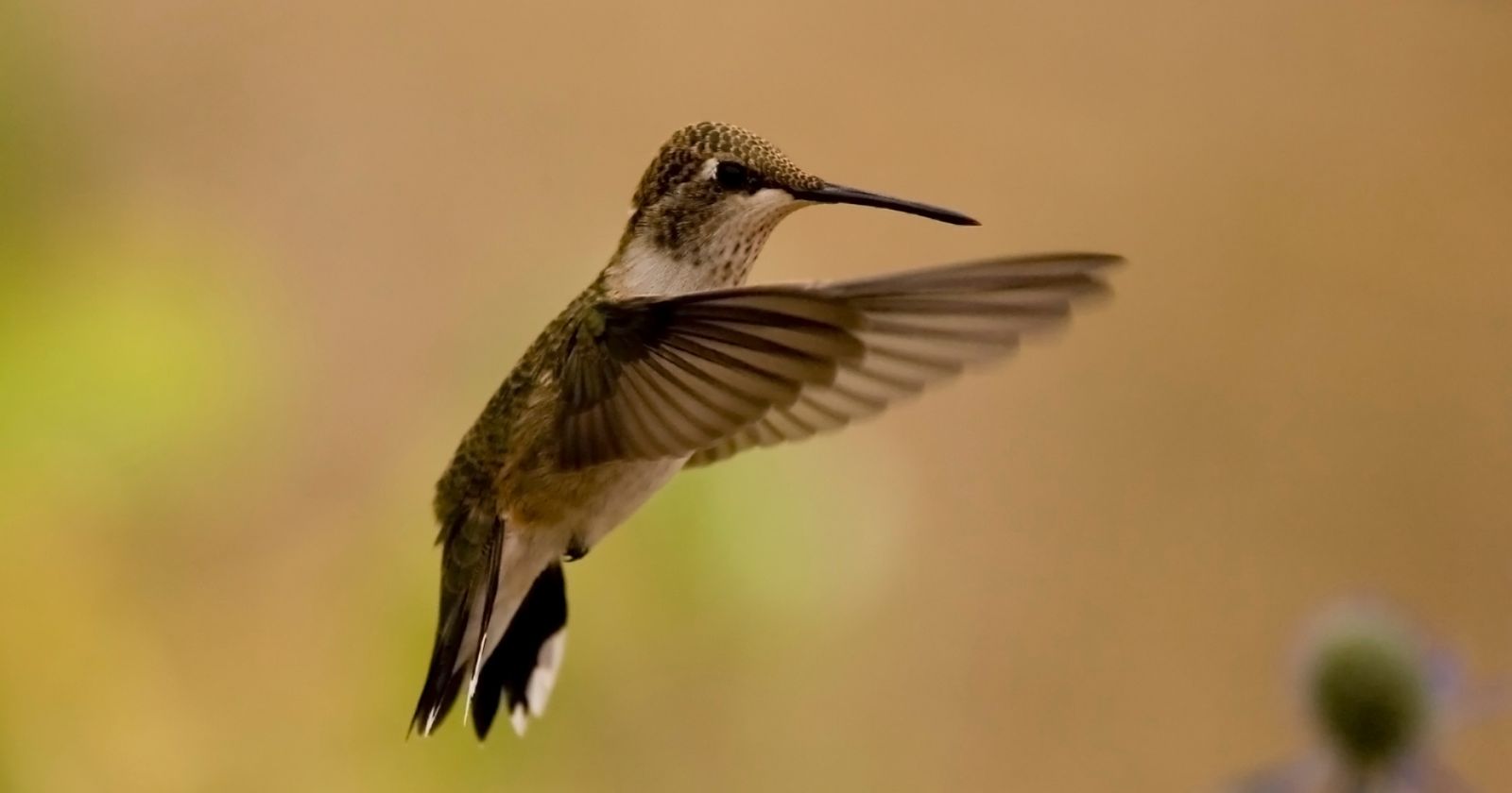 5 Most Common Hummingbird Species Found in Canada