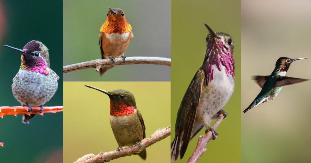 Ruby-Throated Hummingbird Migration Map 2024