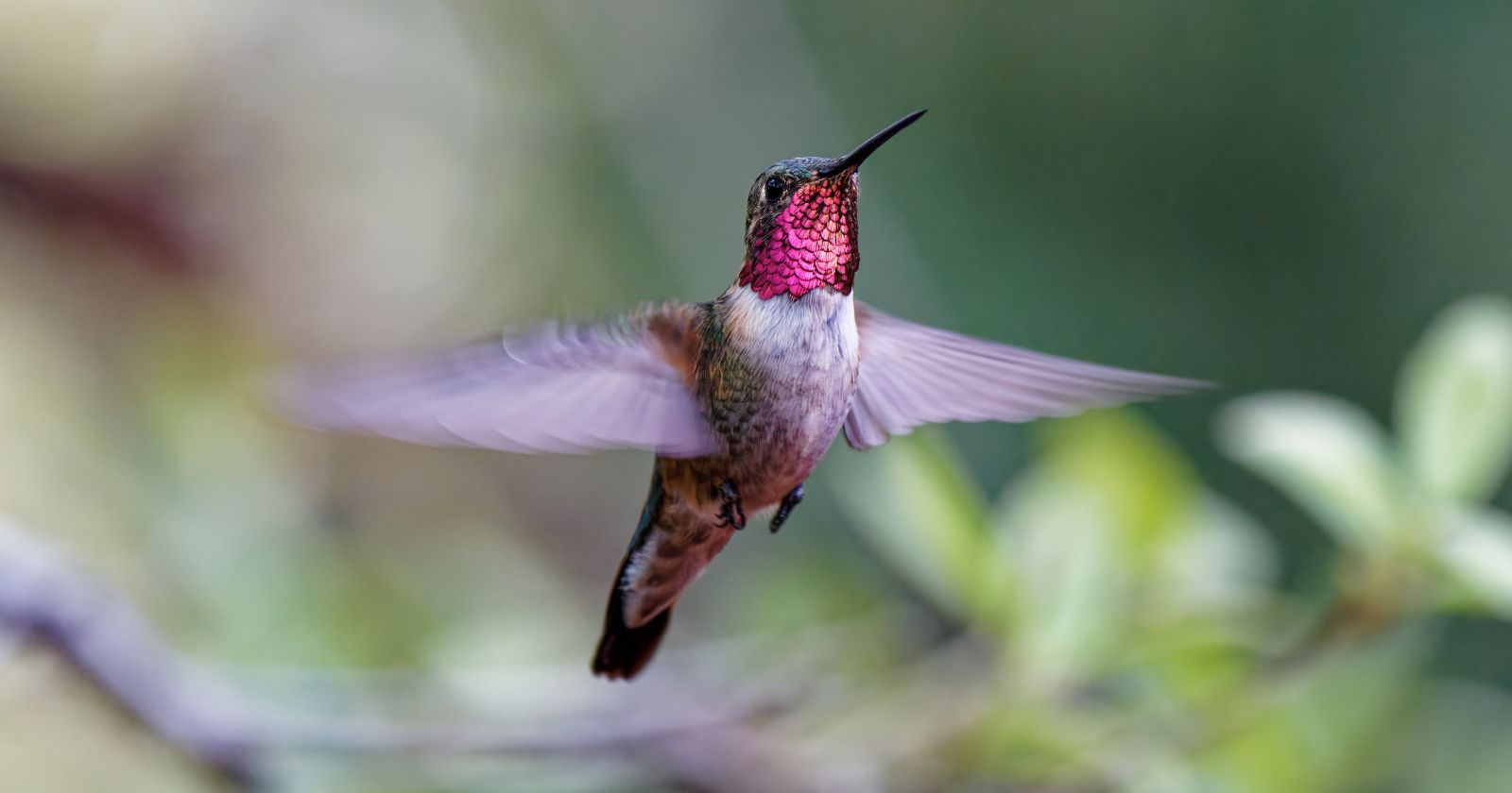 5 Most Common Hummingbird Species Found in North America