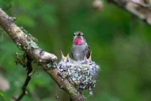 Where Do Hummingbirds Nest? Everything You Need to Know