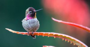 10 Facts About Anna's Hummingbird: The West Coast's Spirited Resident