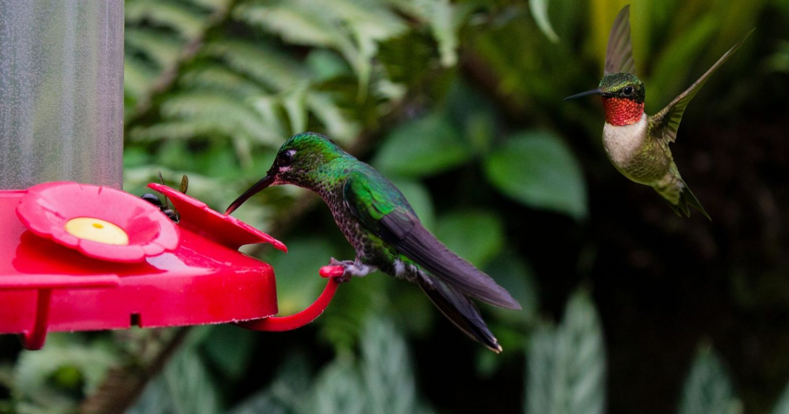 9 Common Mistakes to Avoid When Feeding Hummingbirds