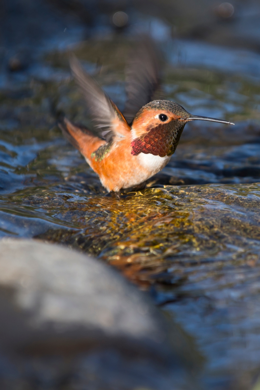 The Essential Guide to Bird Baths: Easily Attract Birds to Your Garden