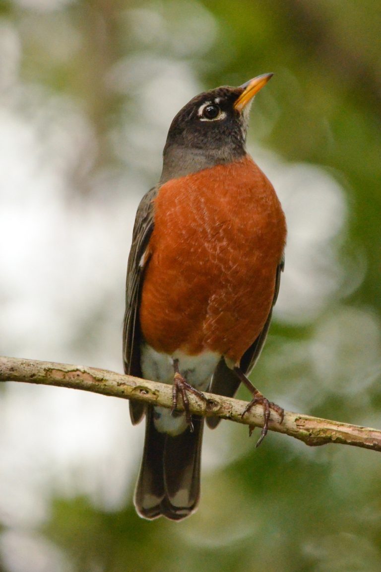 14 Key Differences Between the European Robin and the American Robin
