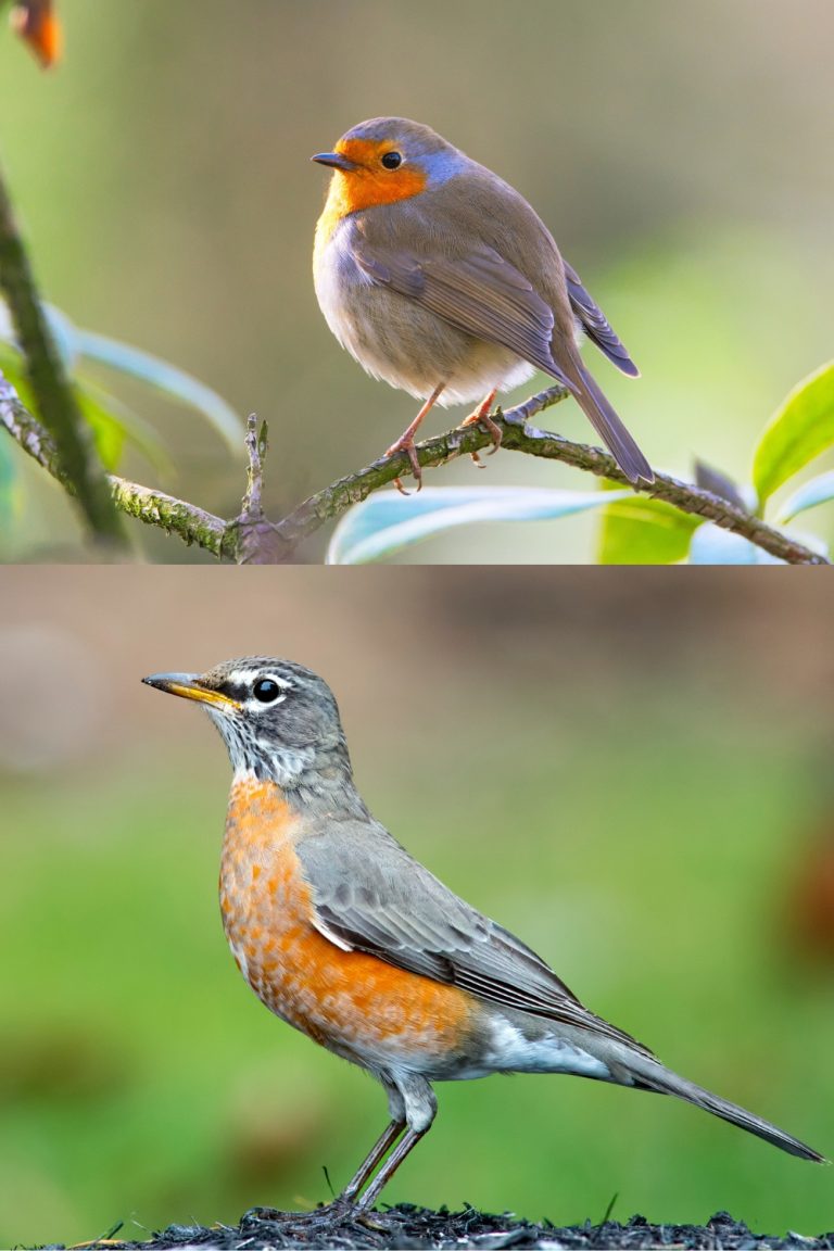 14 Key Differences Between the European Robin and the American Robin